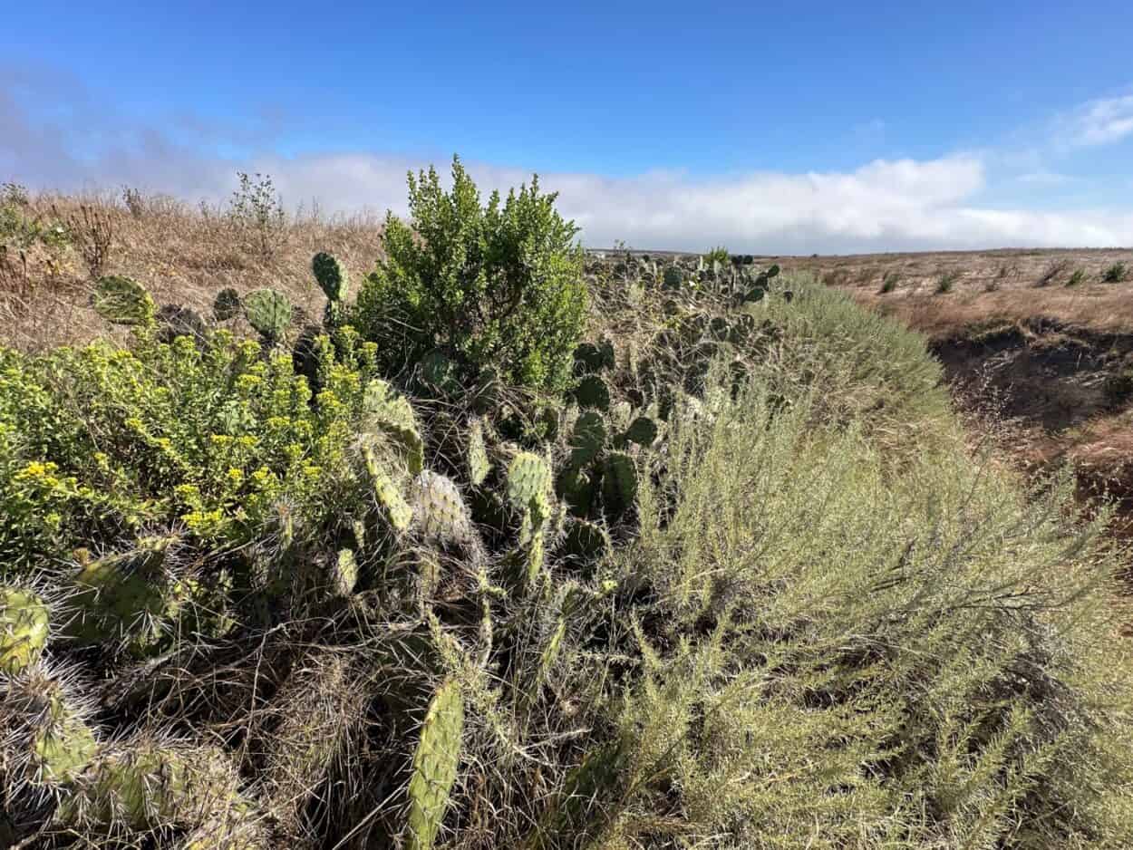 JWM: Night lizard numbers ‘remarkably stable’ despite drought - The ...