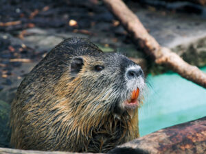 Tracking the progress in America’s invasive species fight - The ...