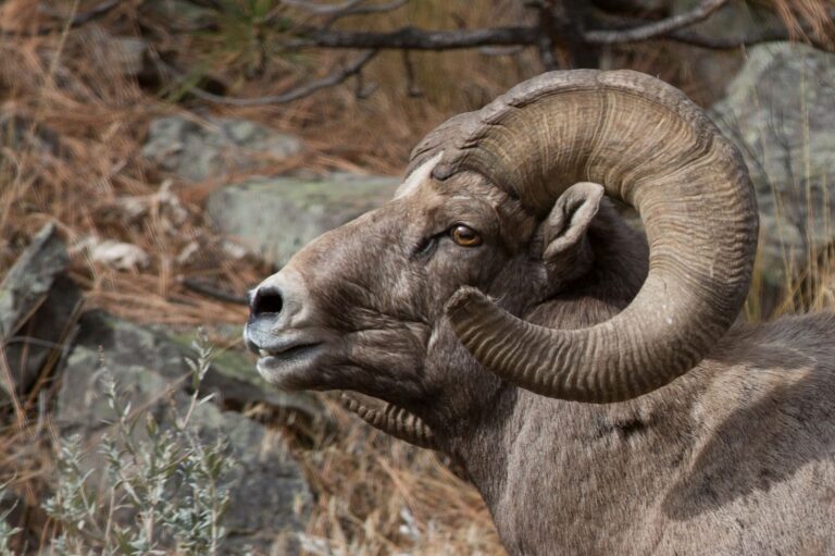 Administration proposes another year of deep cuts to conservation ...
