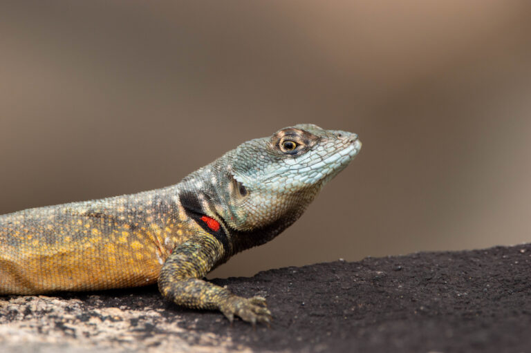 Embryonic mutant lava lizards - The Wildlife Society