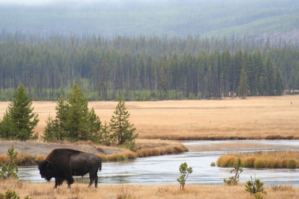 Bison in limbo due to clashes over federal livestock definition - The ...