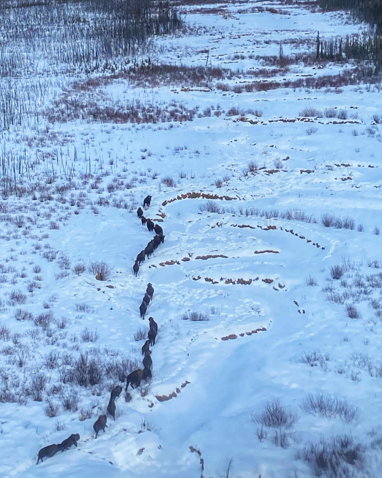 Seismic lines attract bison … sometimes to their death - The Wildlife ...