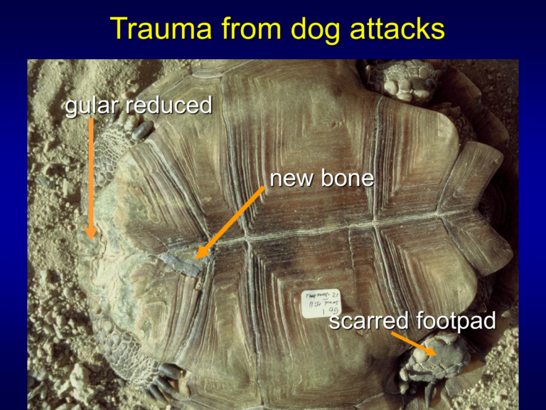 Free-ranging dogs attack and kill threatened desert tortoises - The ...